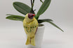 Handmade Ceramic Sparrow Bird Pot Hangers from Provence - Cera d'Art G ...